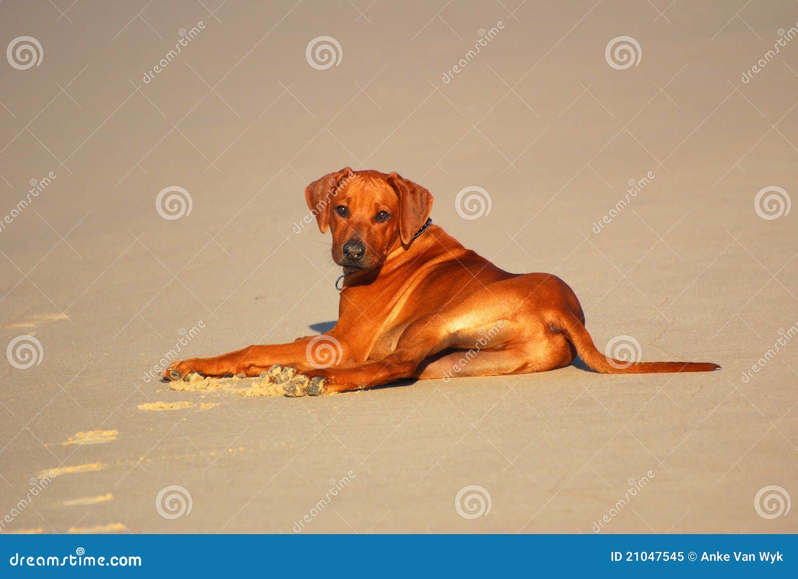 Rhodesian Ridgeback puppy stock image. Image of attentive - 21047545