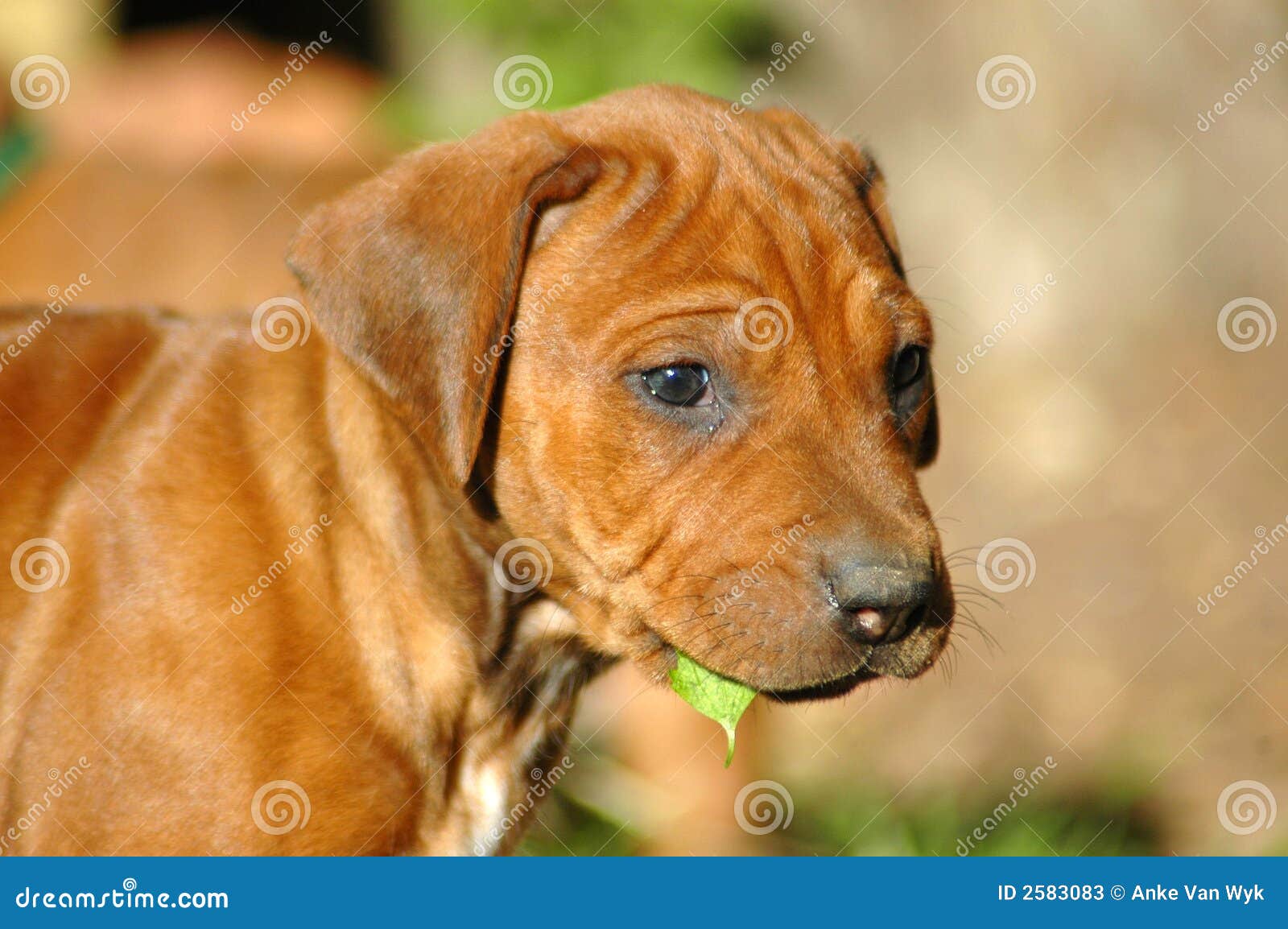 Rhodesian Ridgeback puppy stock image. Image of rhodesian - 2583083