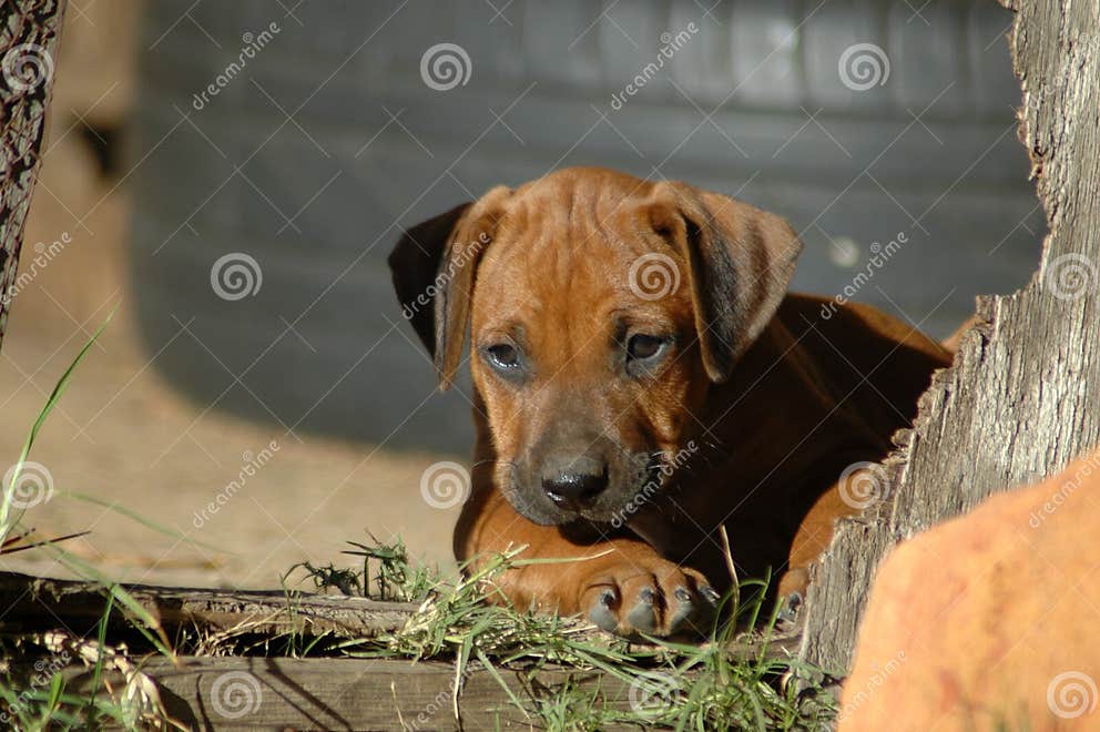 Rhodesian Ridgeback puppy stock image. Image of beautiful - 2627069