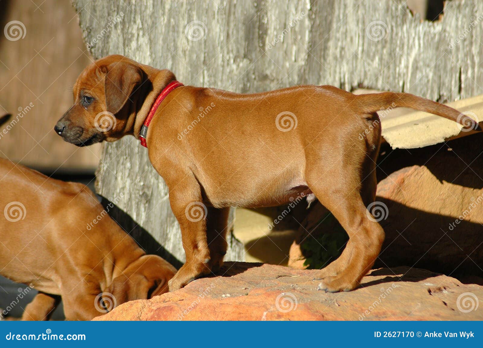 Rhodesian Ridgeback puppy stock photo. Image of profile - 2627170