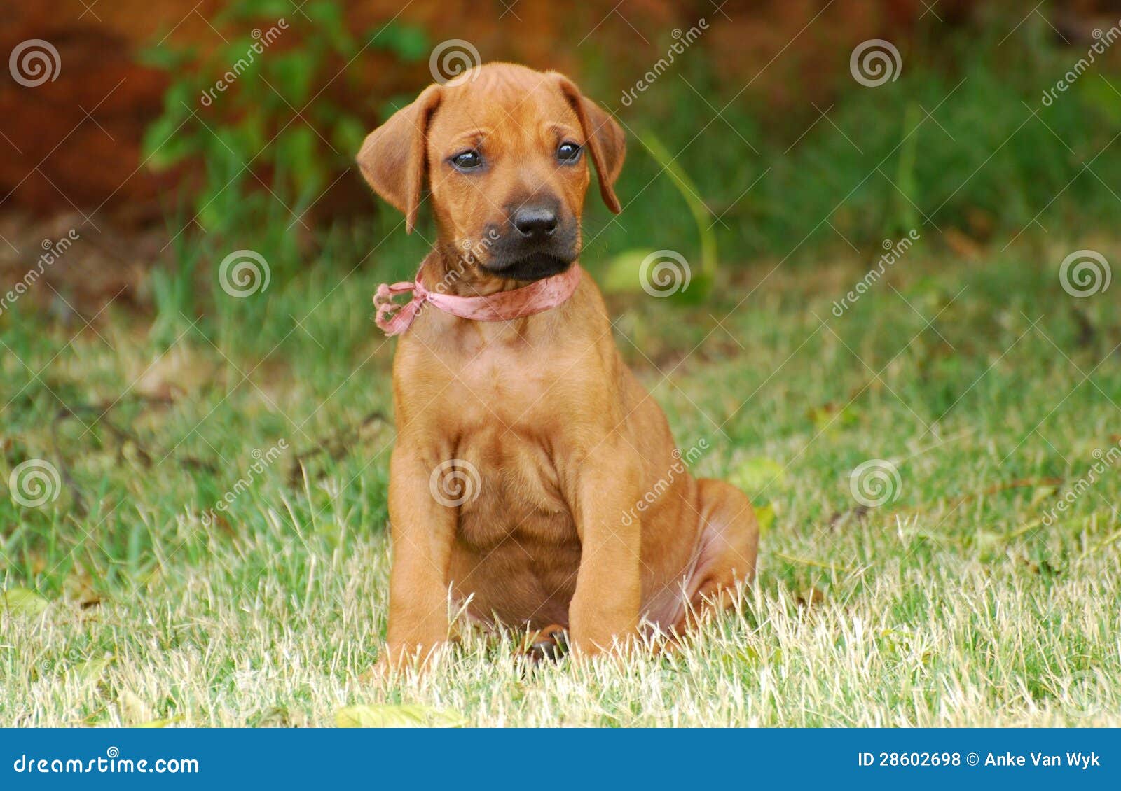 Cute puppy stock photo. Image of hound, grass, pets, facial - 28602698