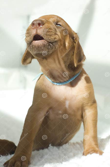 Rhodesian Ridgeback Puppy, 4 Weeks Old Stock Image - Image of canines ...