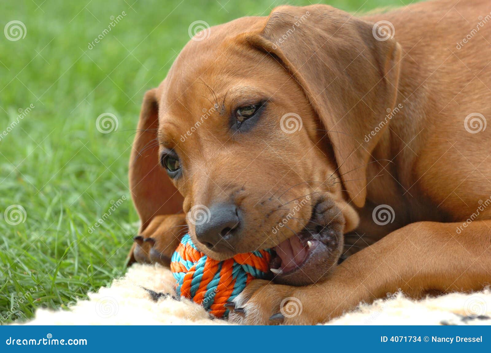 Rhodesian ridgeback puppy stock photo. Image of active - 4071734