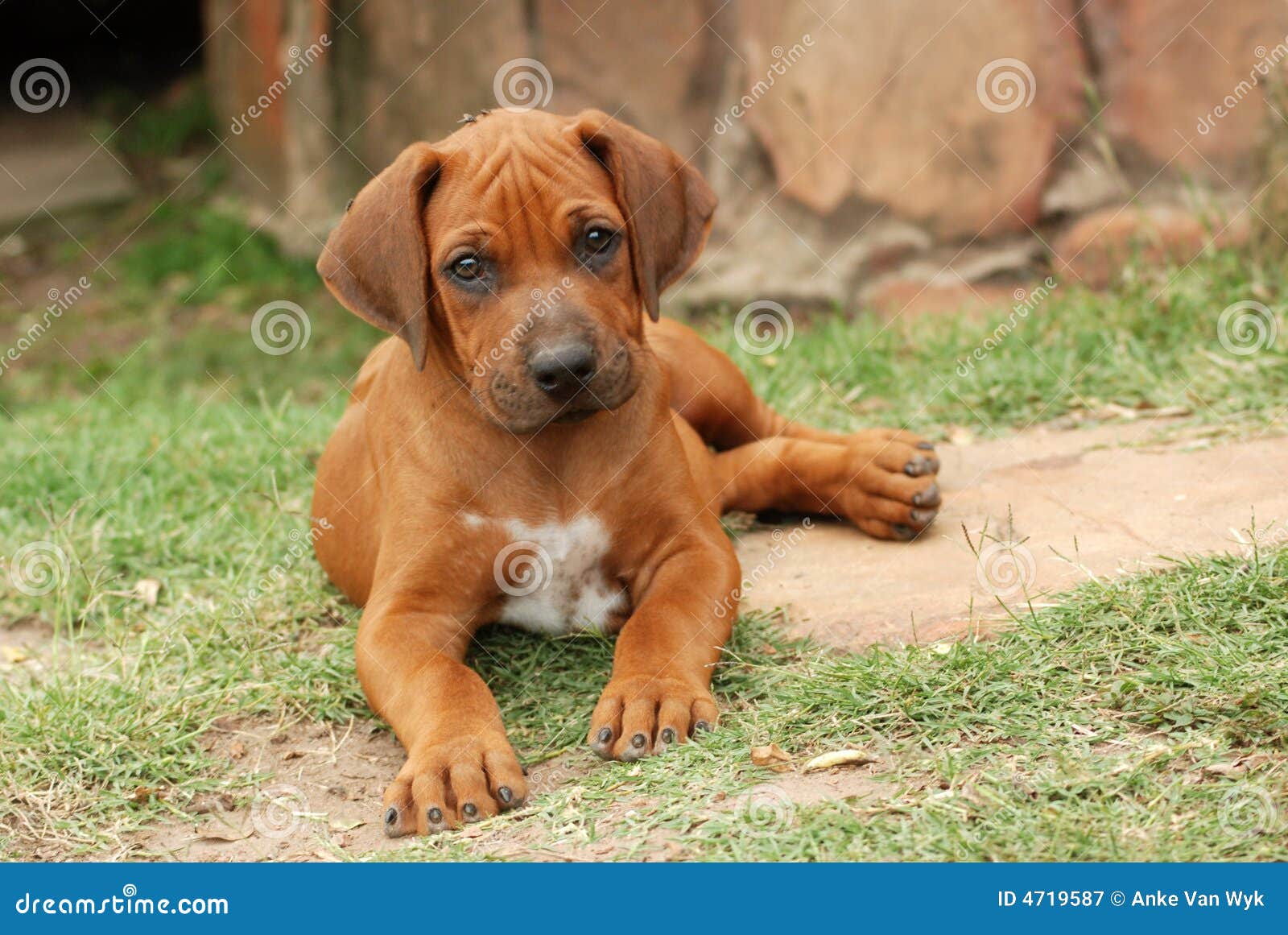 Rhodesian Ridgeback puppy stock image. Image of little - 4719587