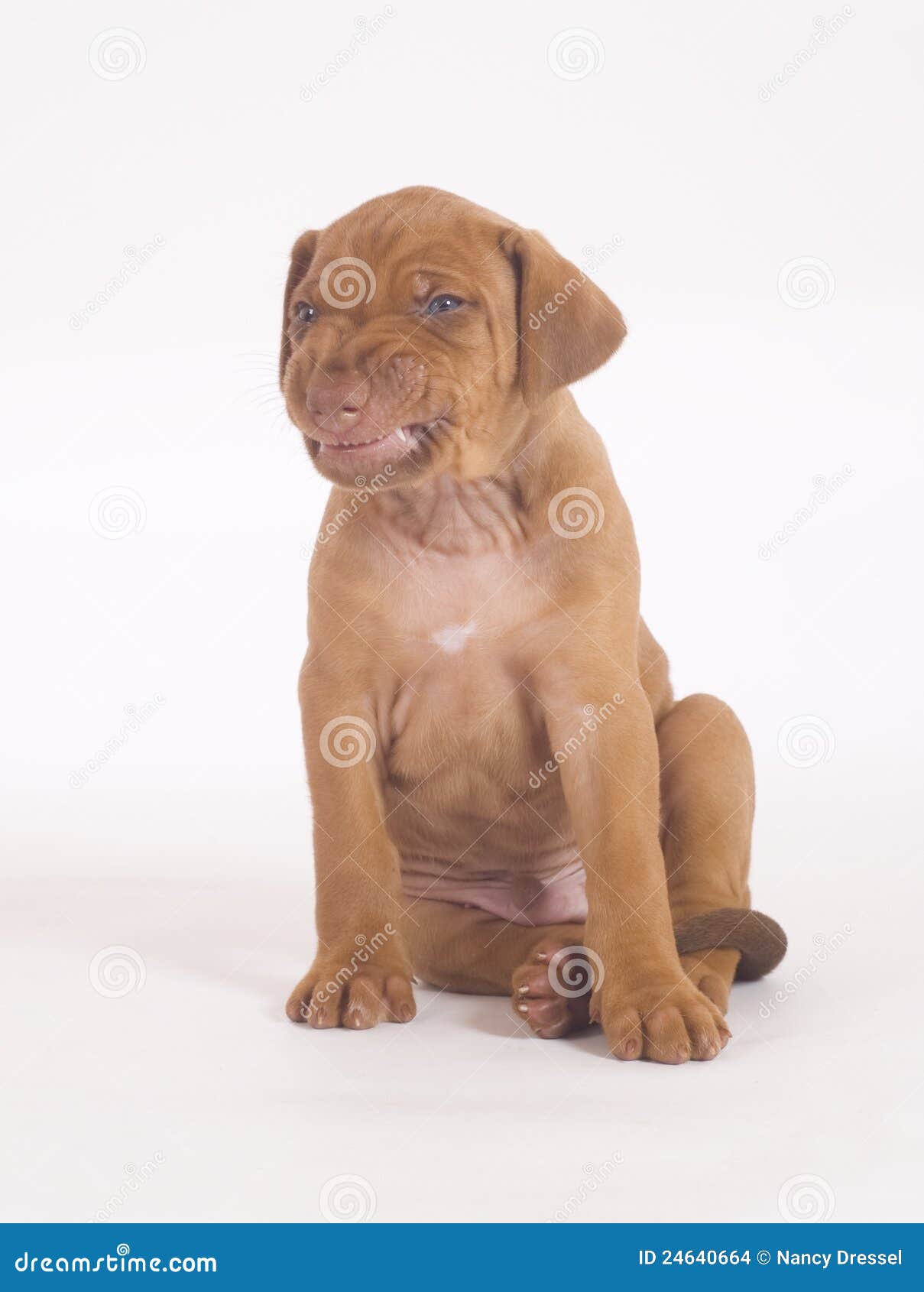 Rhodesian Ridgeback Puppy, 5 Weeks Old, Grimace Stock Photo - Image of ...