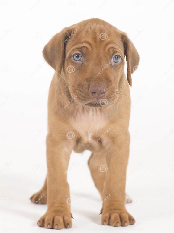 Rhodesian Ridgeback Puppy, 5 Weeks Old Standing Stock Photo - Image of ...