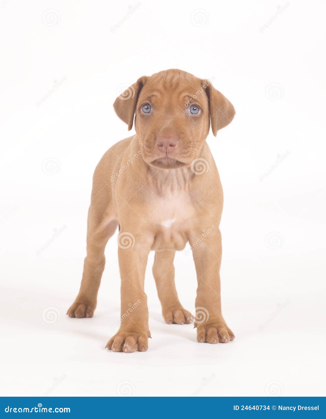 Rhodesian Ridgeback Puppy, 5 Weeks Old, Standing Stock Photo - Image of ...