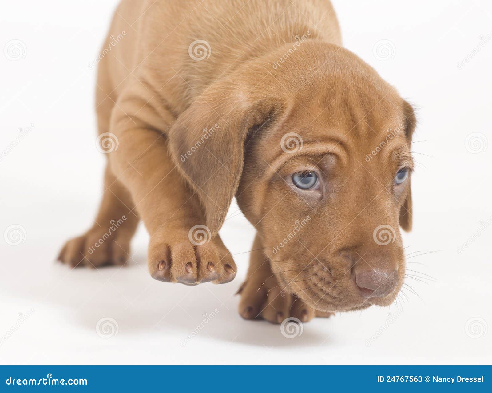 Rhodesian Ridgeback Puppy, 5 Weeks Old, Walking Stock Image - Image of ...