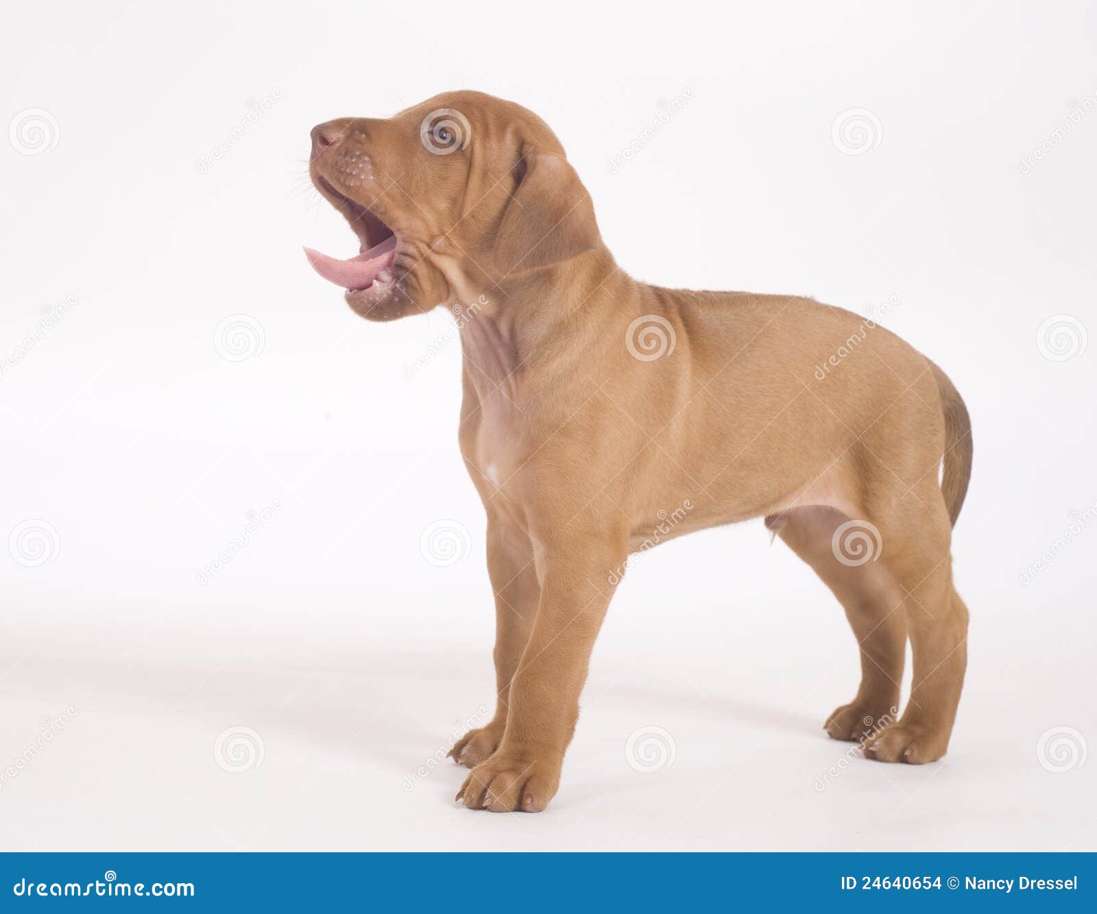 Rhodesian Ridgeback Puppy, 5 Weeks Old, Yawning Stock Photo - Image of ...