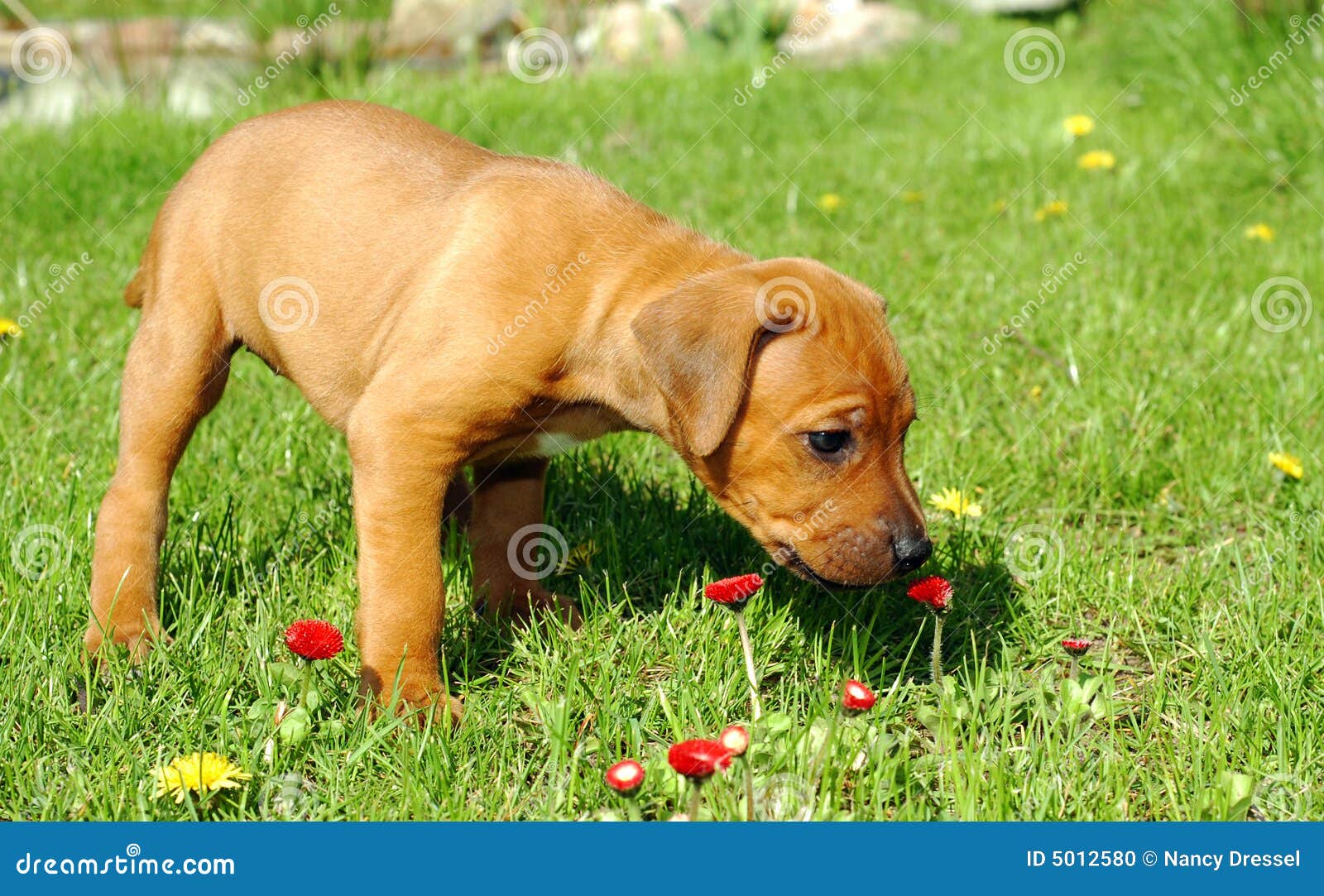 Rhodesian ridgeback puppy stock photo. Image of active - 5012580
