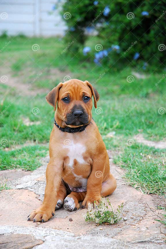 Rhodesian Ridgeback puppy stock image. Image of lovable - 6009291