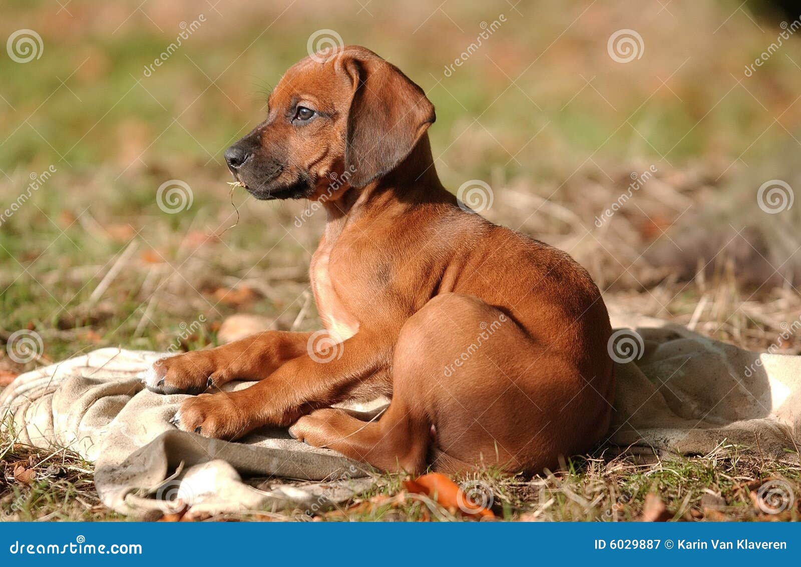 Rhodesian Ridgeback Puppy Picture. Image: 6029887