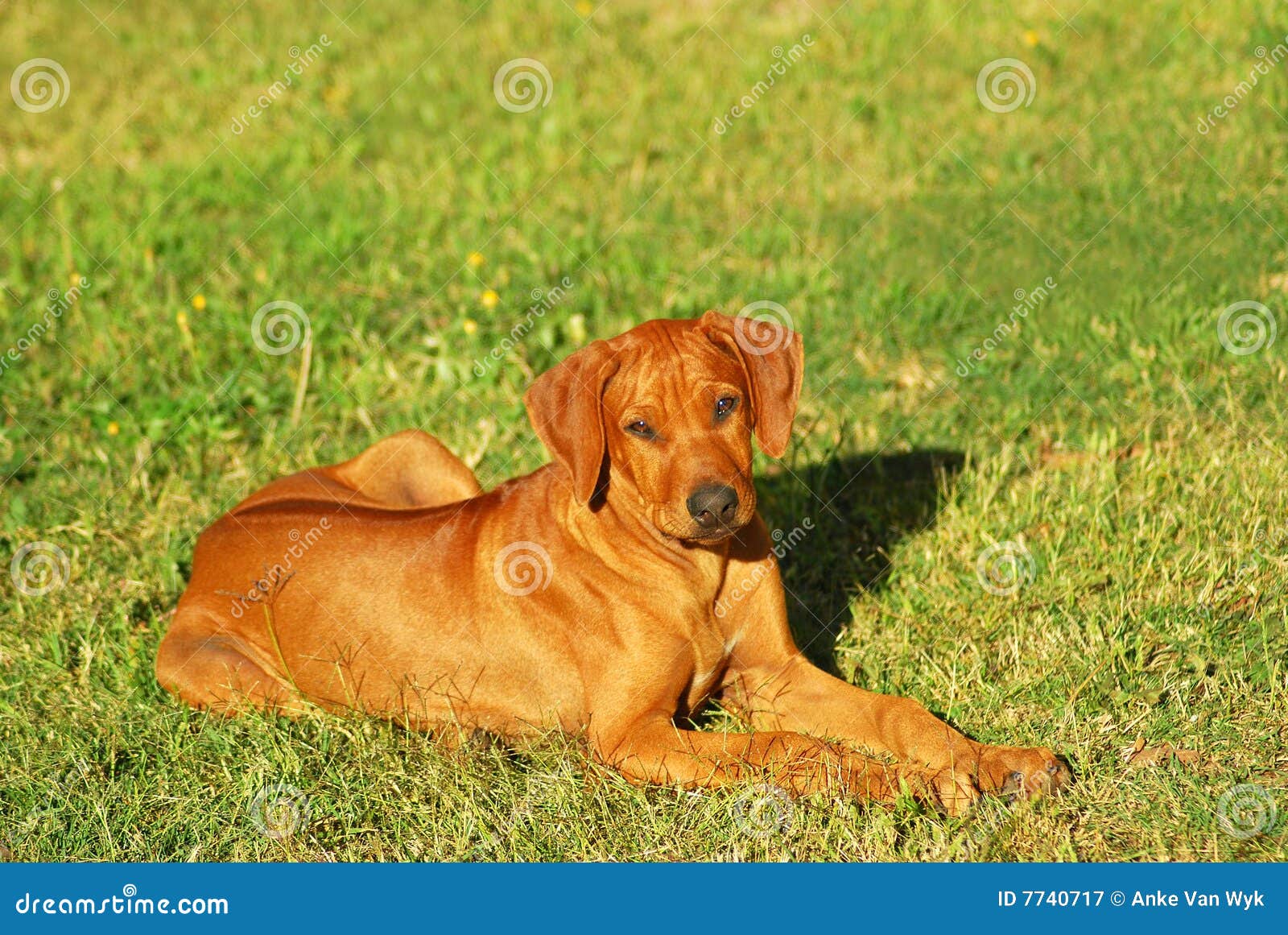 Rhodesian Ridgeback puppy stock image. Image of puppy - 7740717