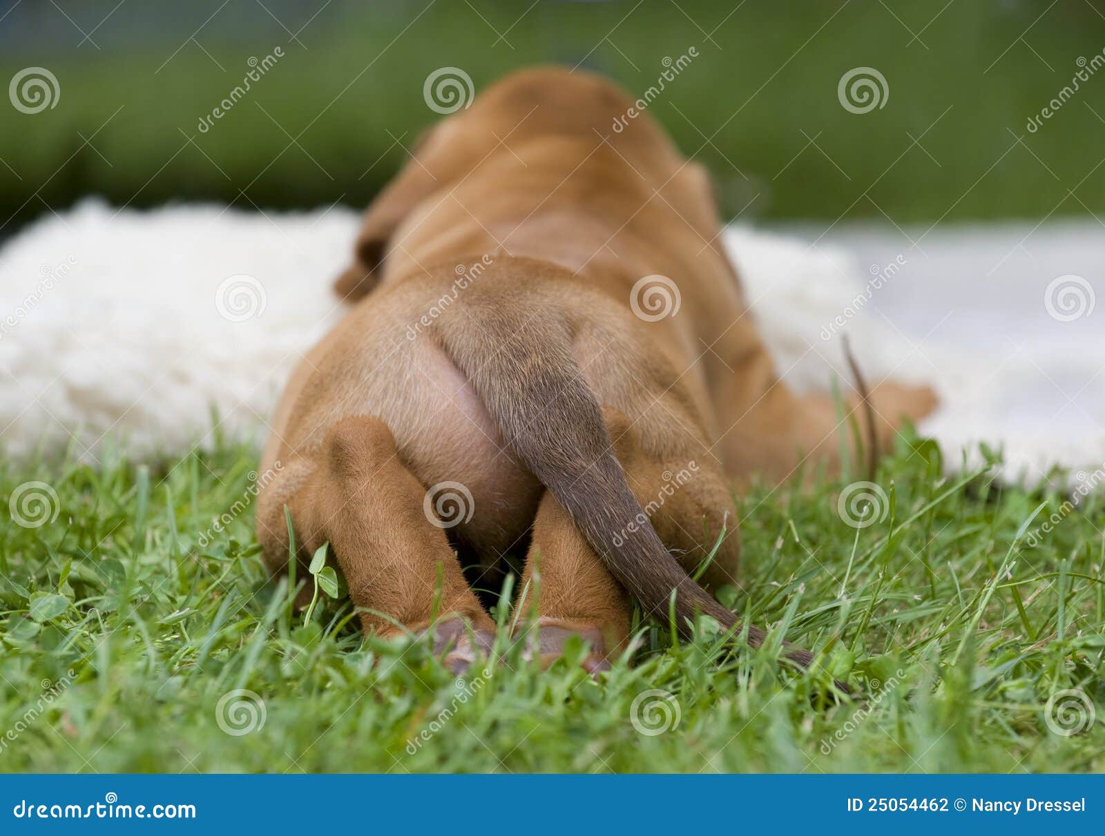 Rhodesian Ridgeback Puppy from Backside Stock Photo - Image of field ...