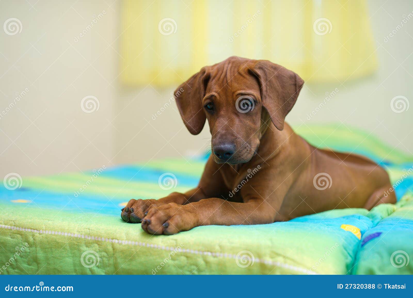 Rhodesian Ridgeback Puppy on a Bed Stock Photo - Image of resting, cute ...