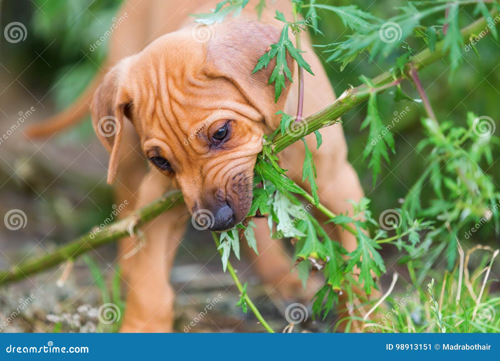 Rhodesian Ridgeback Puppy Bites in a Plant Stock Image - Image of ...