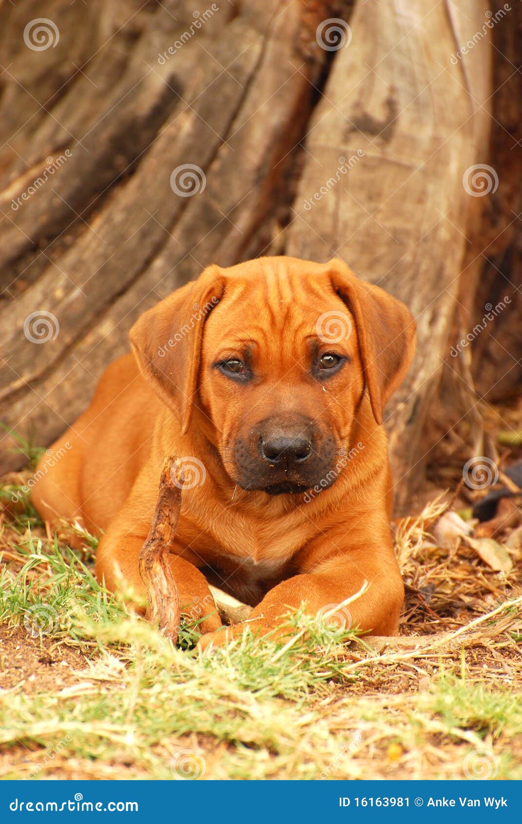 Rhodesian Ridgeback Puppy Dog Portrait Stock Image - Image of cute ...