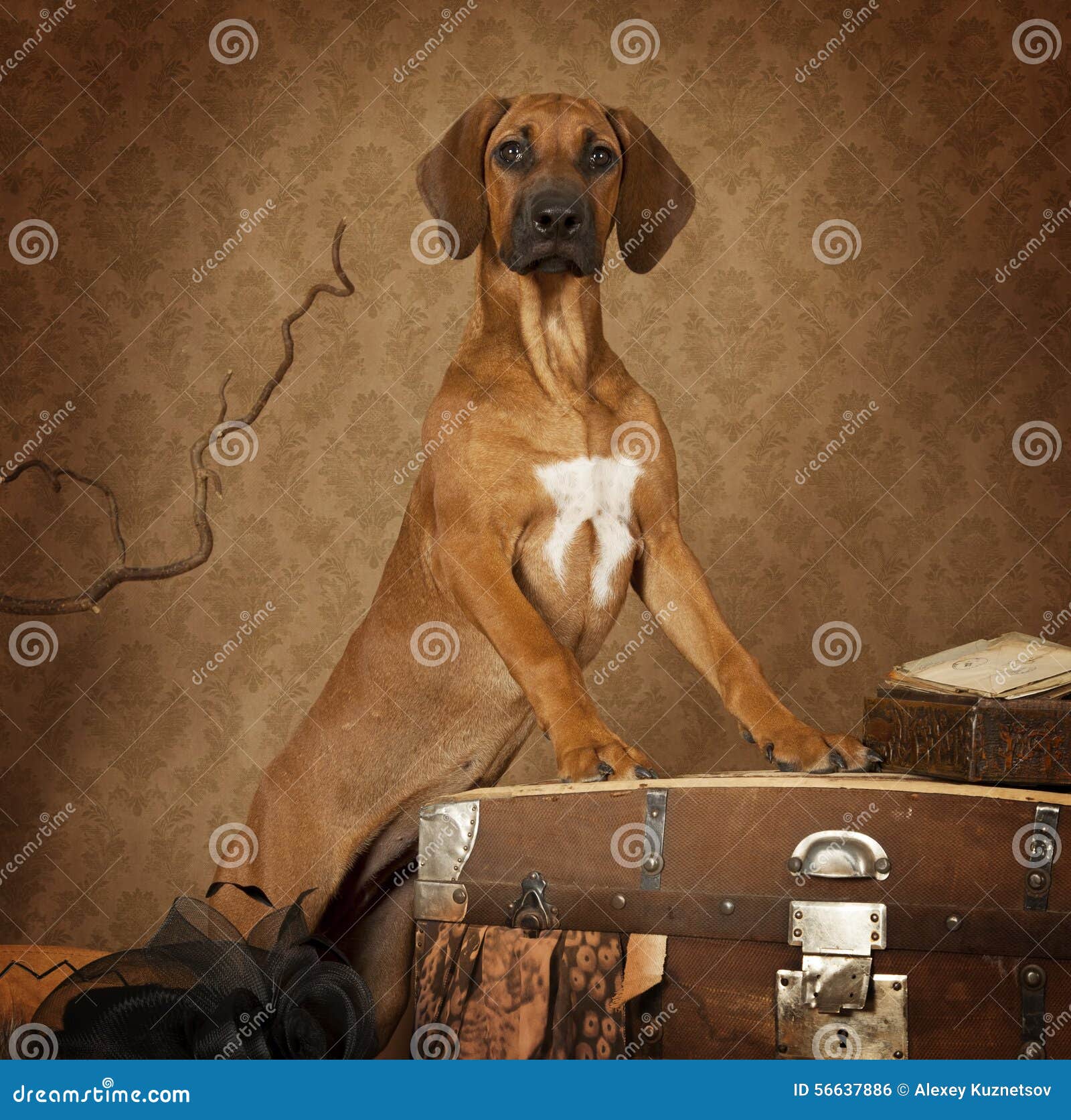 Rhodesian Ridgeback Puppy Dog Stock Photo - Image of ridgeback, baby ...