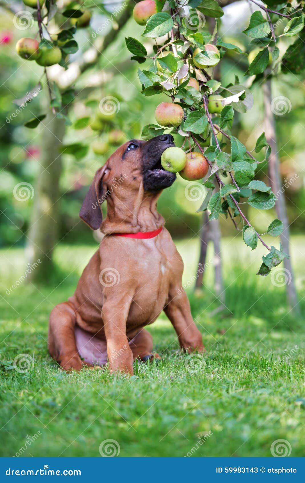 Rhodesian Ridgeback Puppy Eating an Apple from a Tree Stock Image ...