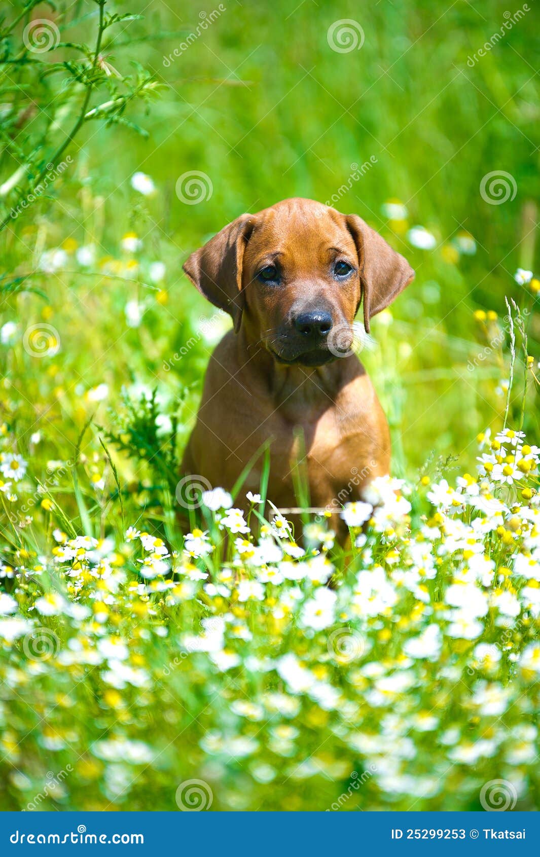Rhodesian Ridgeback Puppy in a Field Stock Image - Image of portrait ...