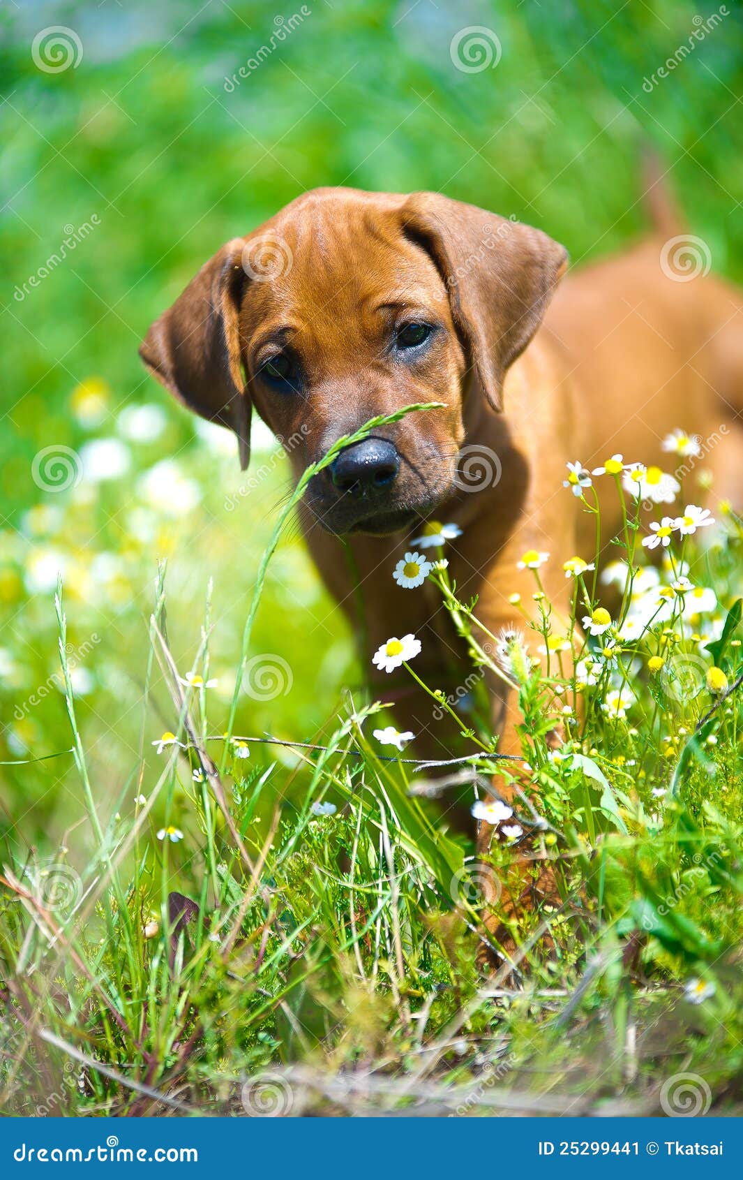 Rhodesian Ridgeback Puppy in a Field Stock Image - Image of side, hound ...