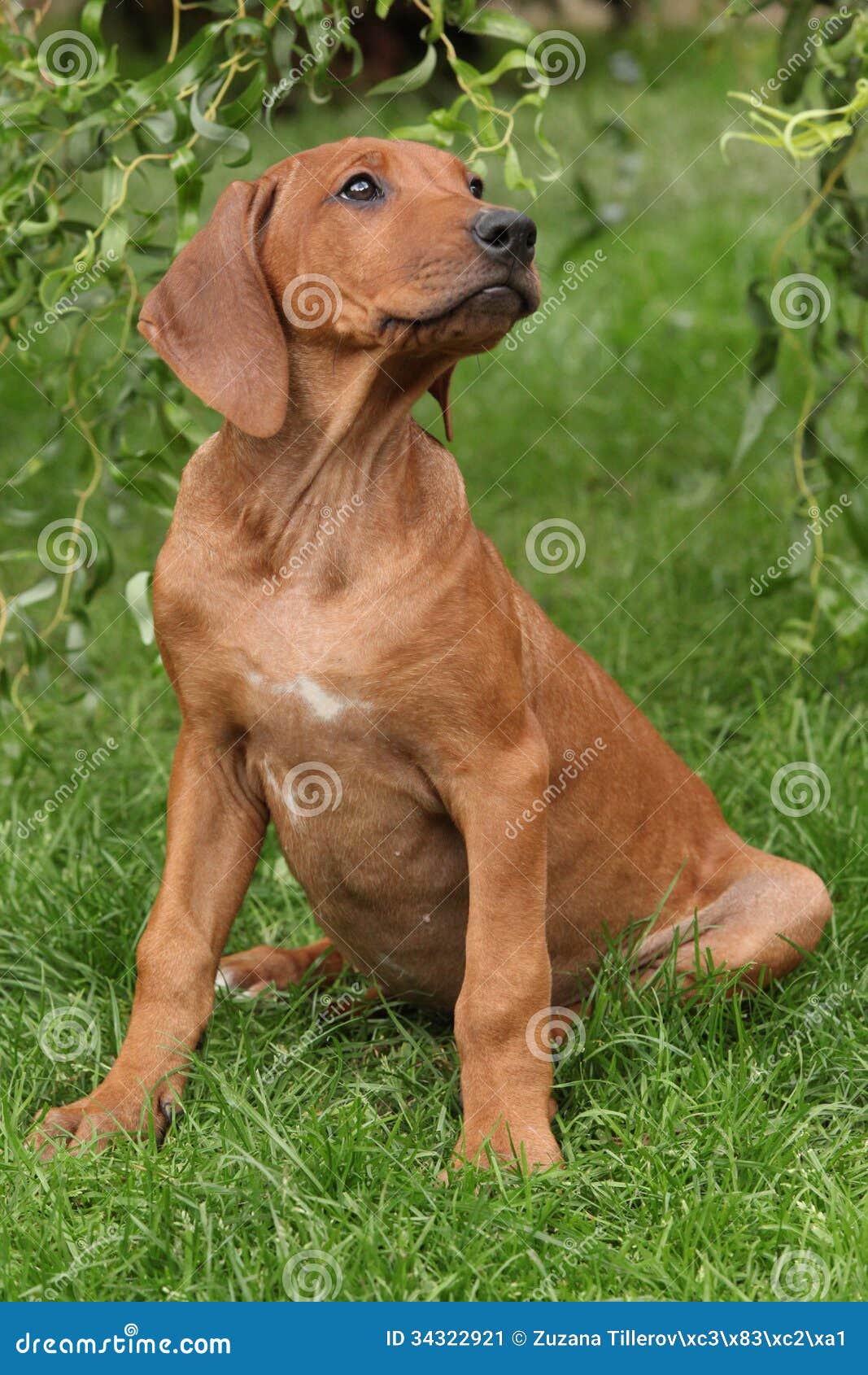 Rhodesian Ridgeback Puppy in the Garden Stock Image - Image of pedigree ...