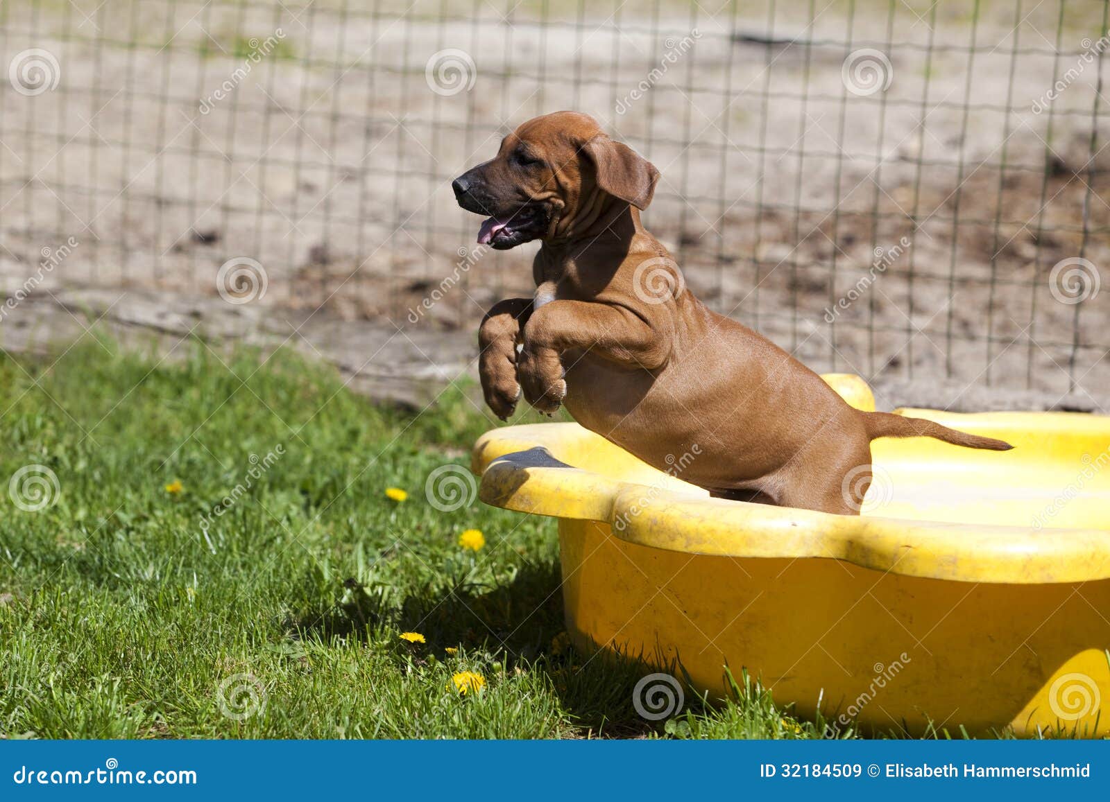 Rhodesian Ridgeback Puppy Jumping Stock Image - Image of active, cute ...