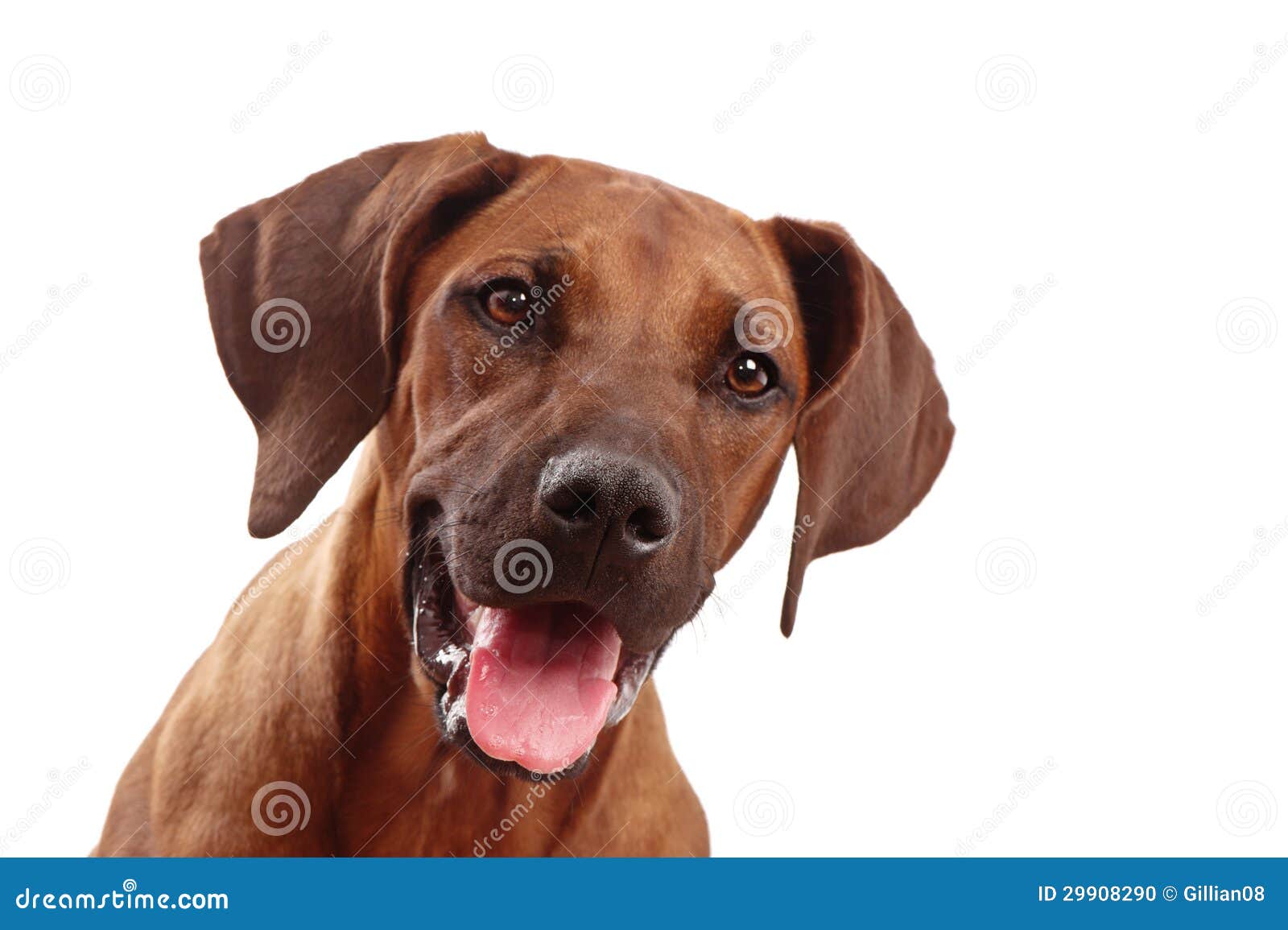 Dog face stock photo. Image of brown, white, studio, closeup - 29908290