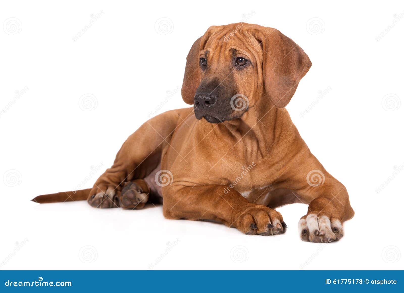 Rhodesian Ridgeback Puppy Lying Down on White Stock Photo - Image of ...
