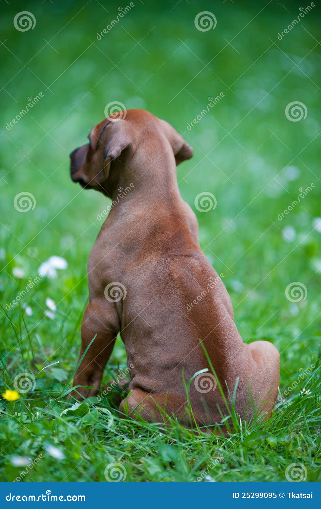 Rhodesian Ridgeback Puppy Outdoors Stock Image - Image of rhodesian ...