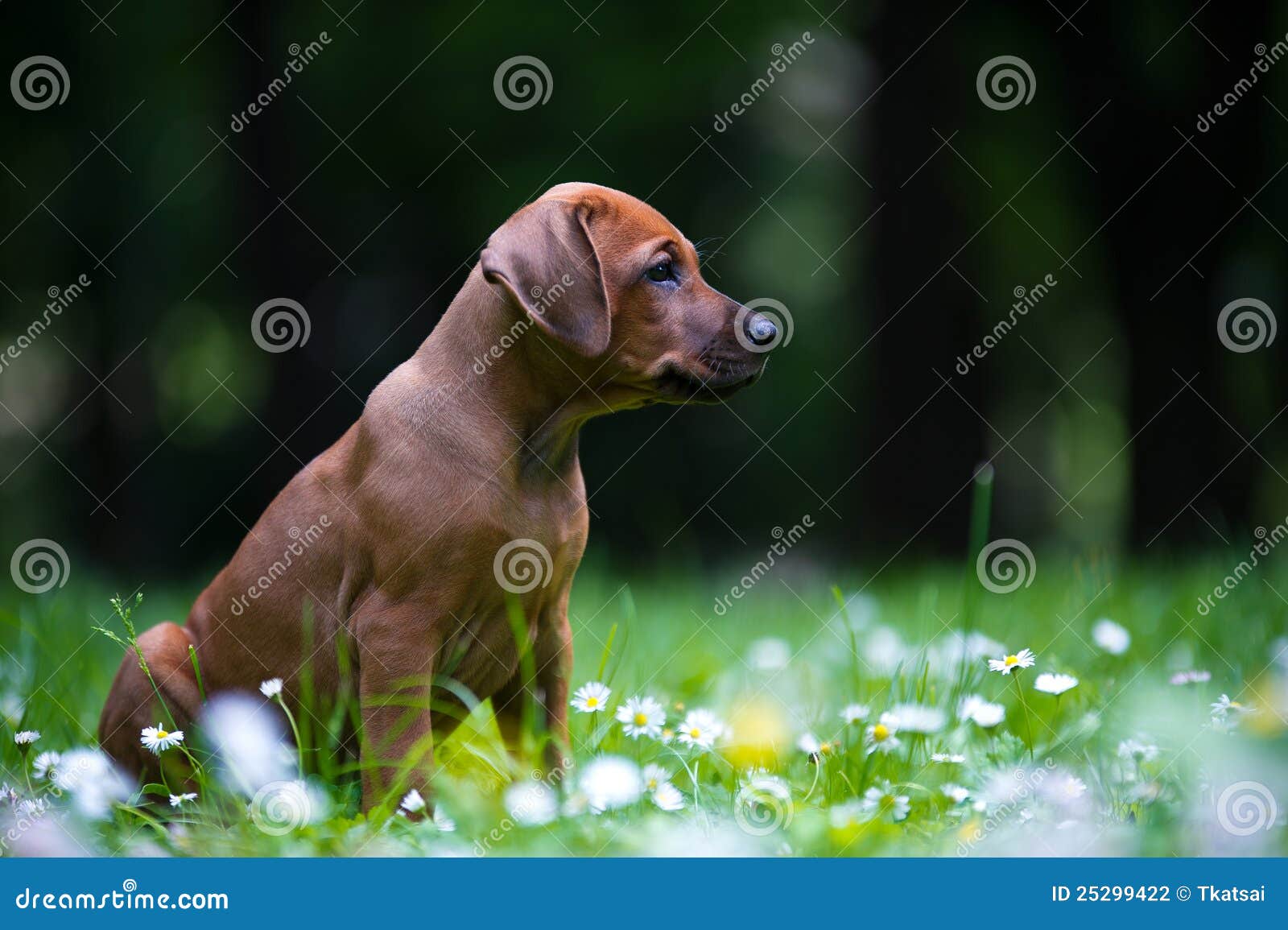 Rhodesian Ridgeback Puppy Outdoors Stock Photo - Image of running ...