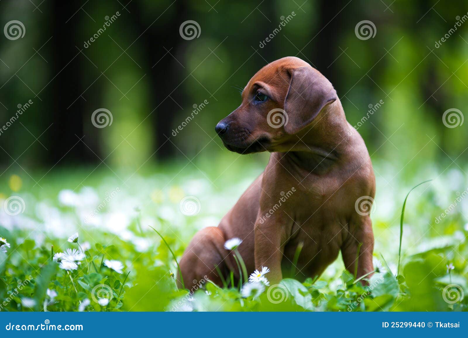 Rhodesian Ridgeback Puppy Outdoors Stock Photo - Image of outdoors ...