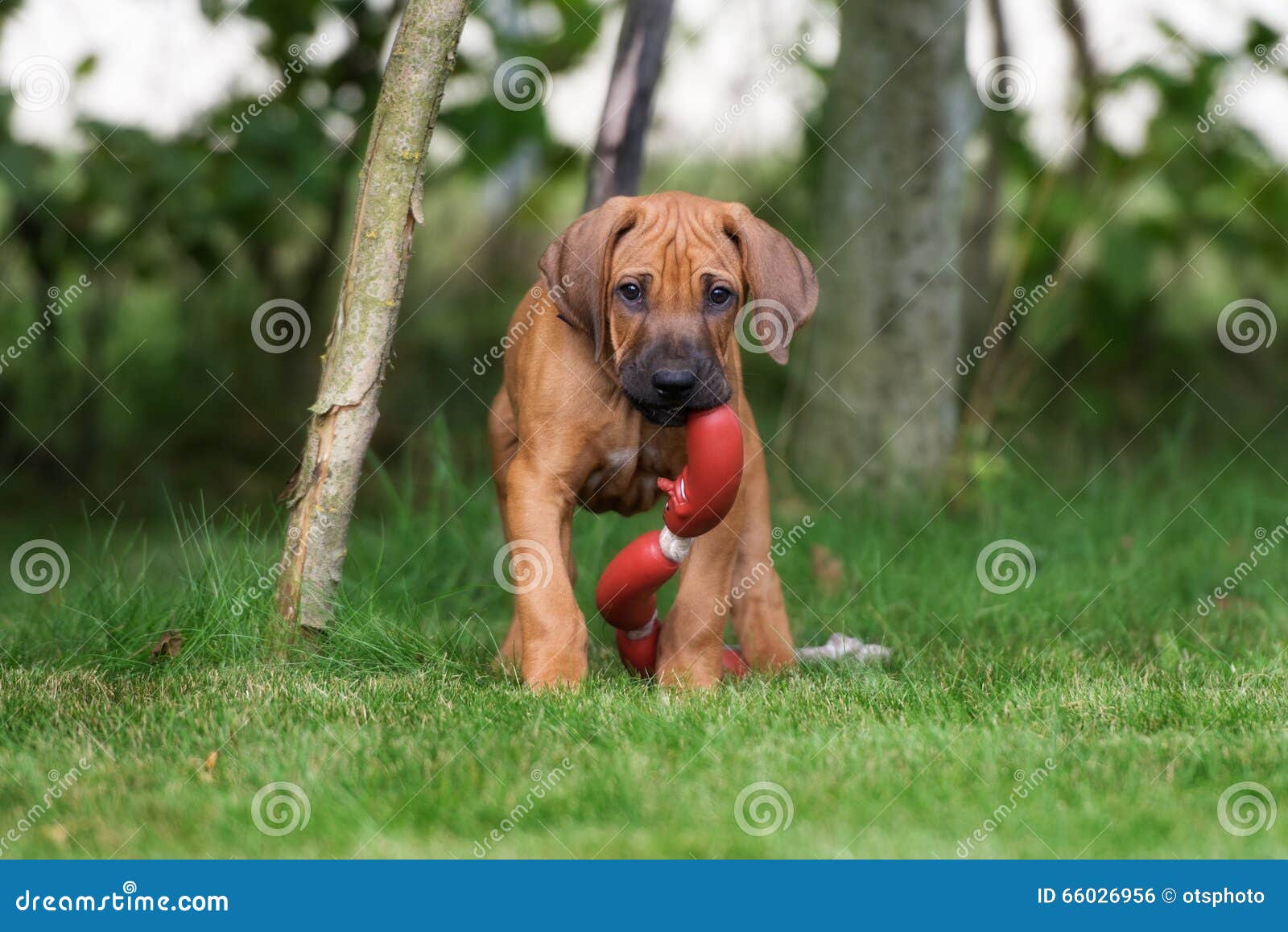 Rhodesian Ridgeback Puppy Outdoors Stock Photo - Image of portrait ...