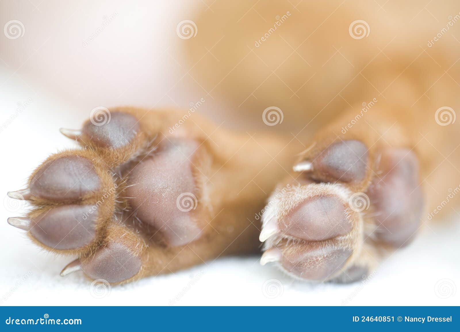 Rhodesian Ridgeback Puppy Paws Closeup Stock Image - Image of animals ...