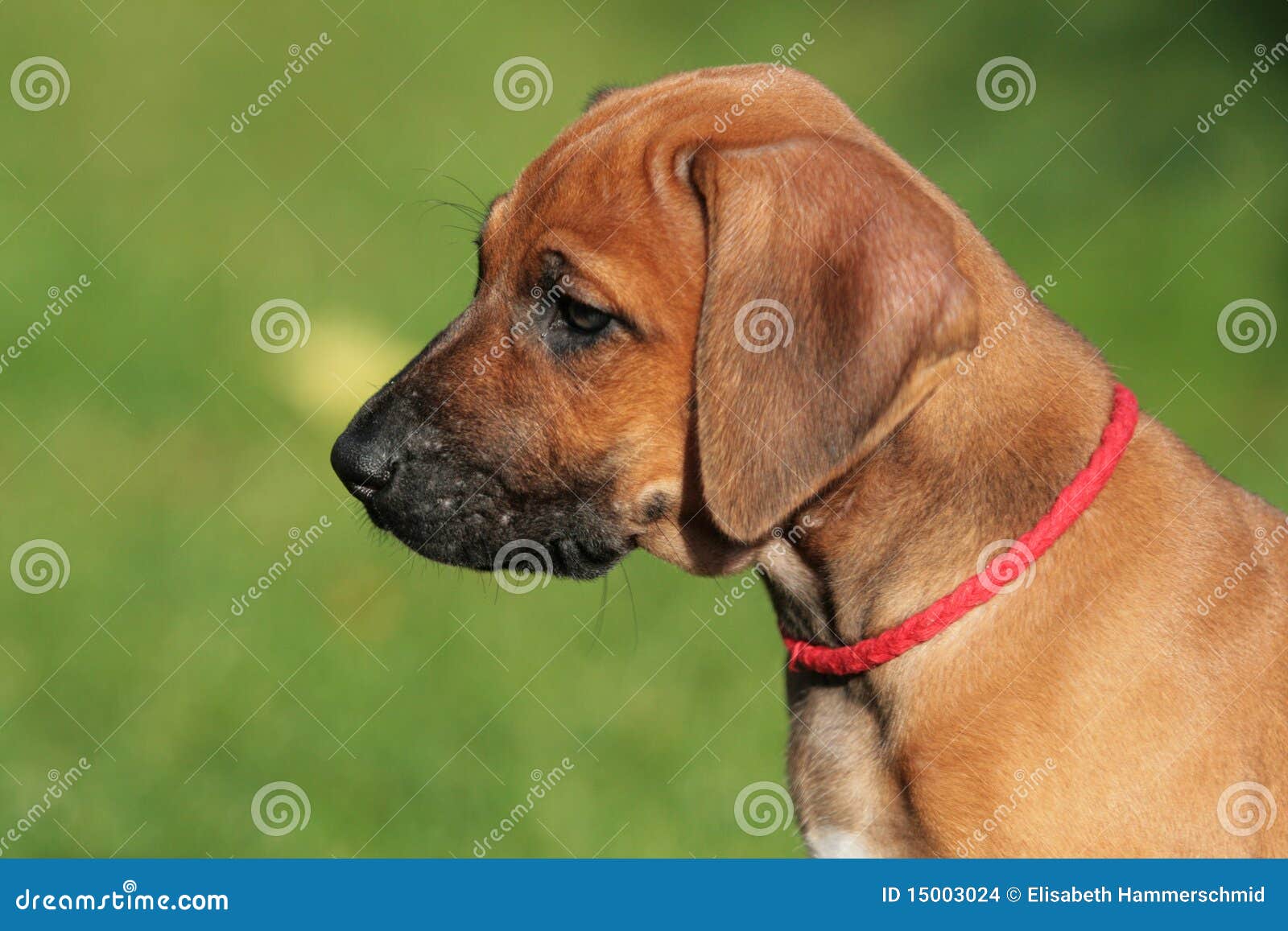Rhodesian Ridgeback Puppy Portrait Stock Photo - Image of curious ...