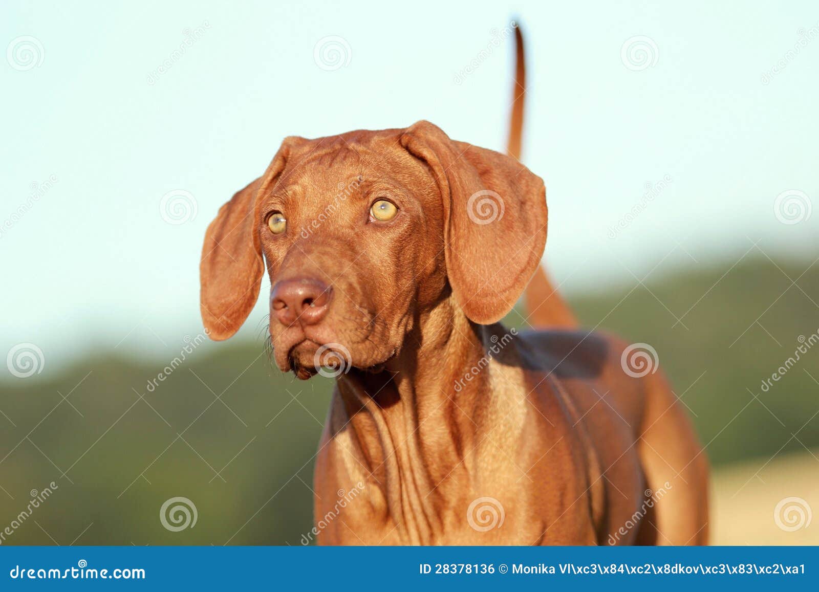 Rhodesian Ridgeback Puppy Portrait Stock Photo - Image of portrait ...