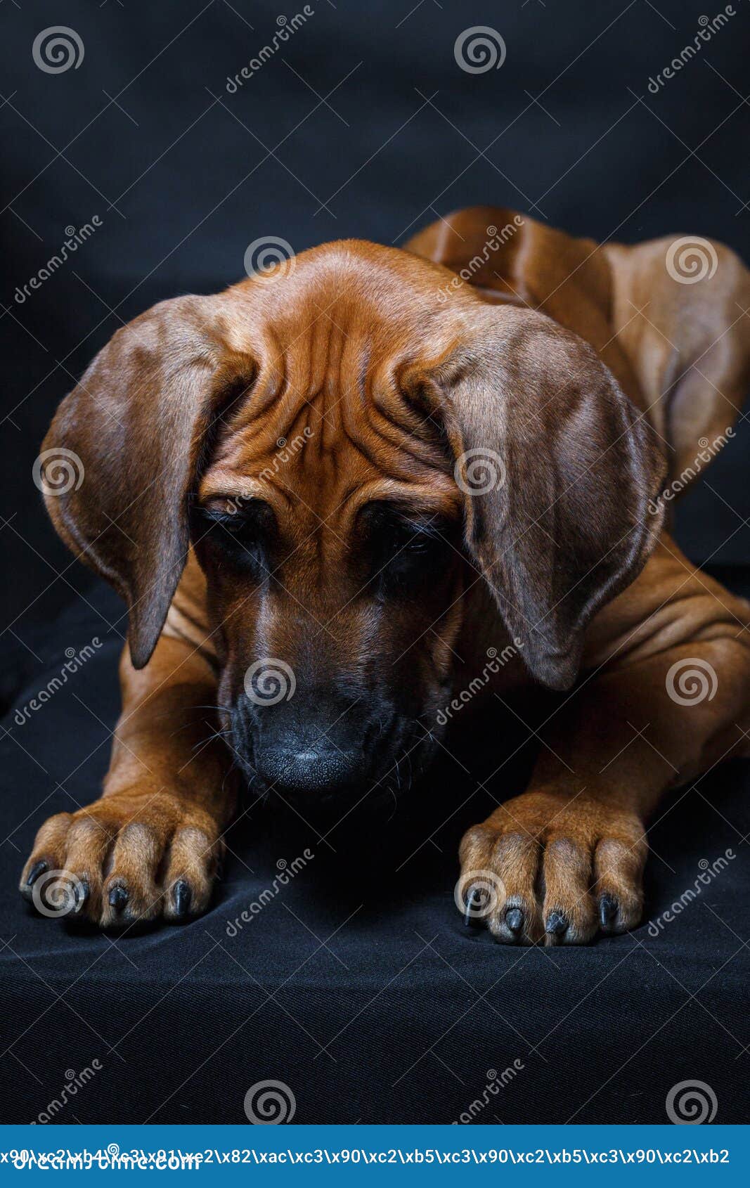 Rhodesian Ridgeback Puppy Red Color Shot in the Studio on a Black ...