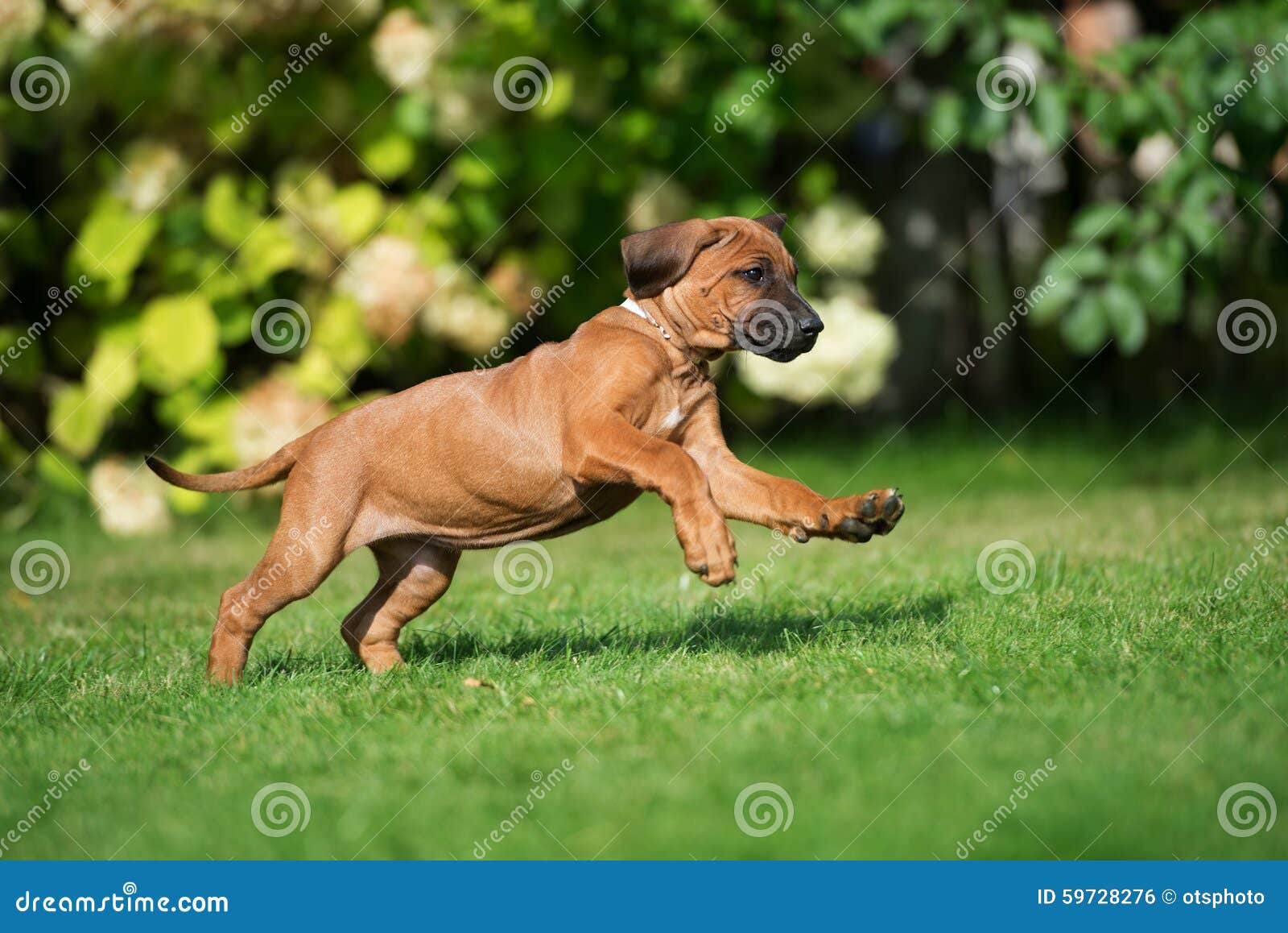Rhodesian Ridgeback Puppy Running Outdoors Stock Photo - Image of ...