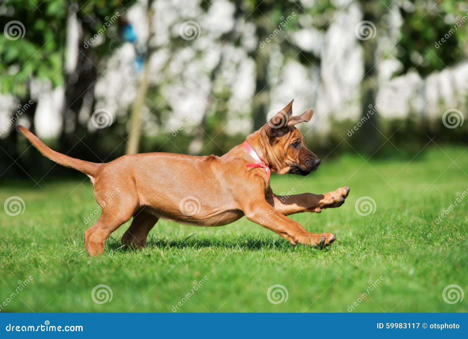 Rhodesian Ridgeback Puppy Running Outdoors Stock Image - Image of grass ...