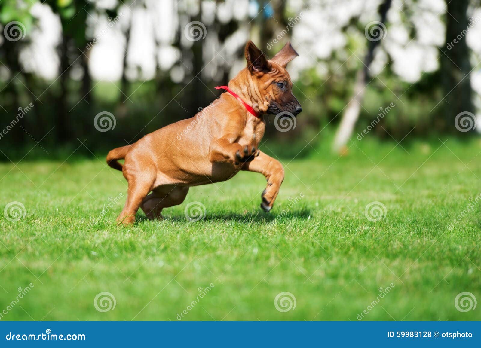 Rhodesian Ridgeback Puppy Running Outdoors Stock Photo - Image of ...