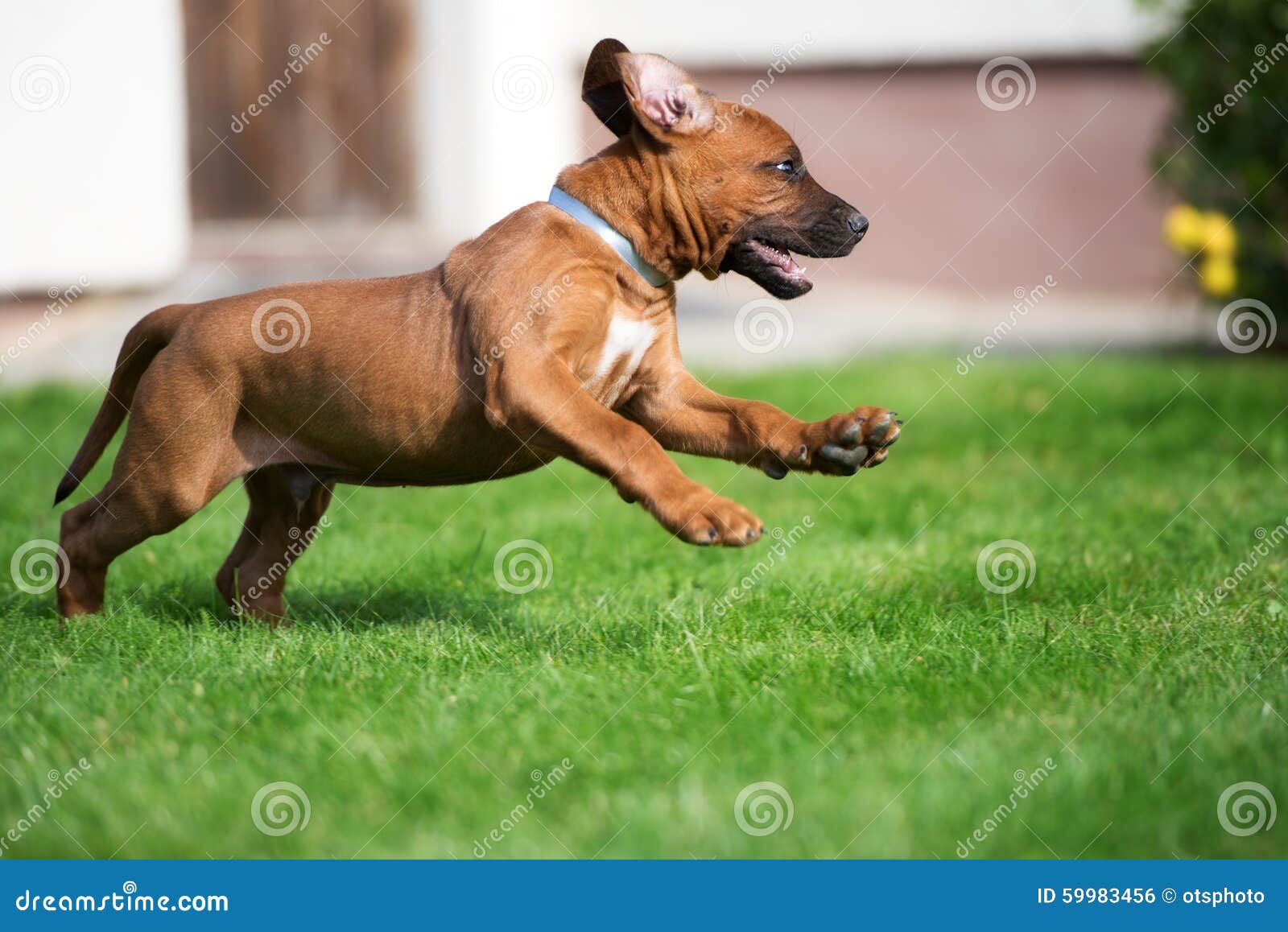 Rhodesian Ridgeback Puppy Running Outdoors Stock Photo - Image of ...