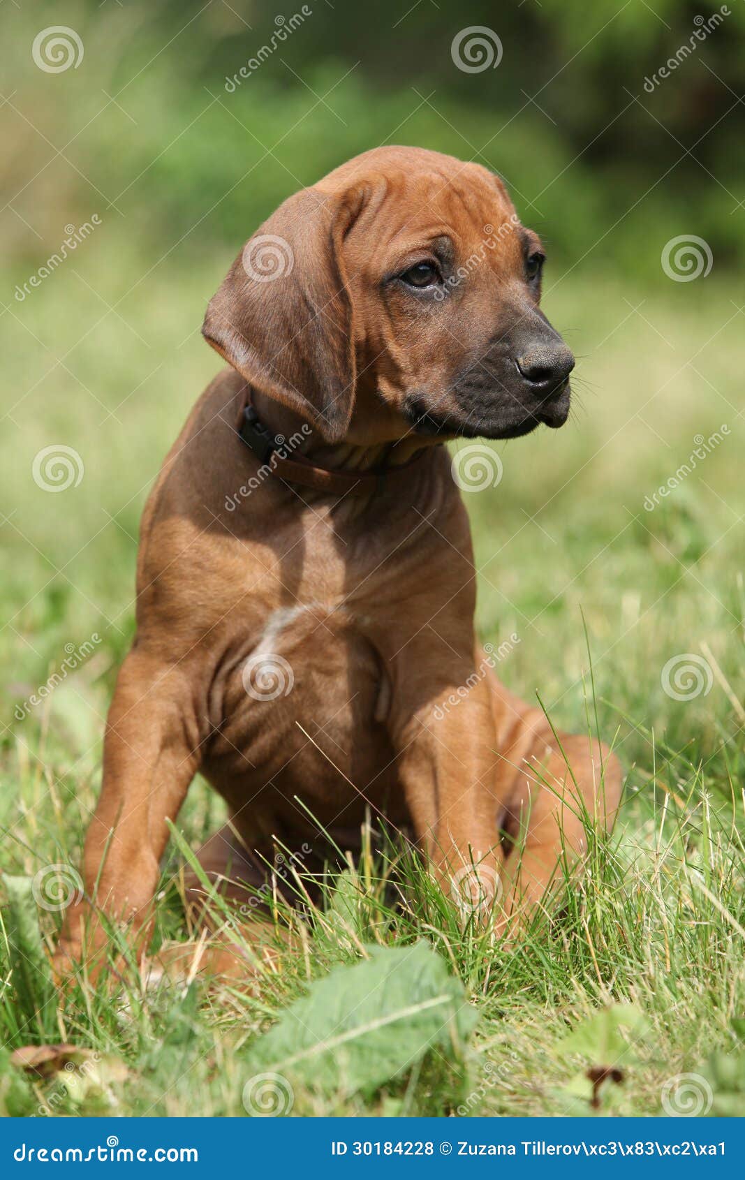 Rhodesian ridgeback puppy stock photo. Image of rhodesian - 30184228