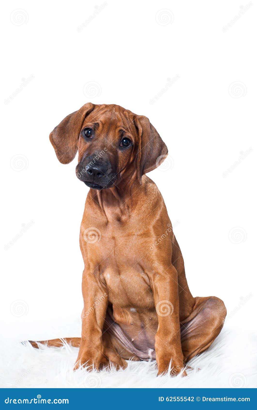 Rhodesian ridgeback stock photo. Image of eyes, licking - 62555542