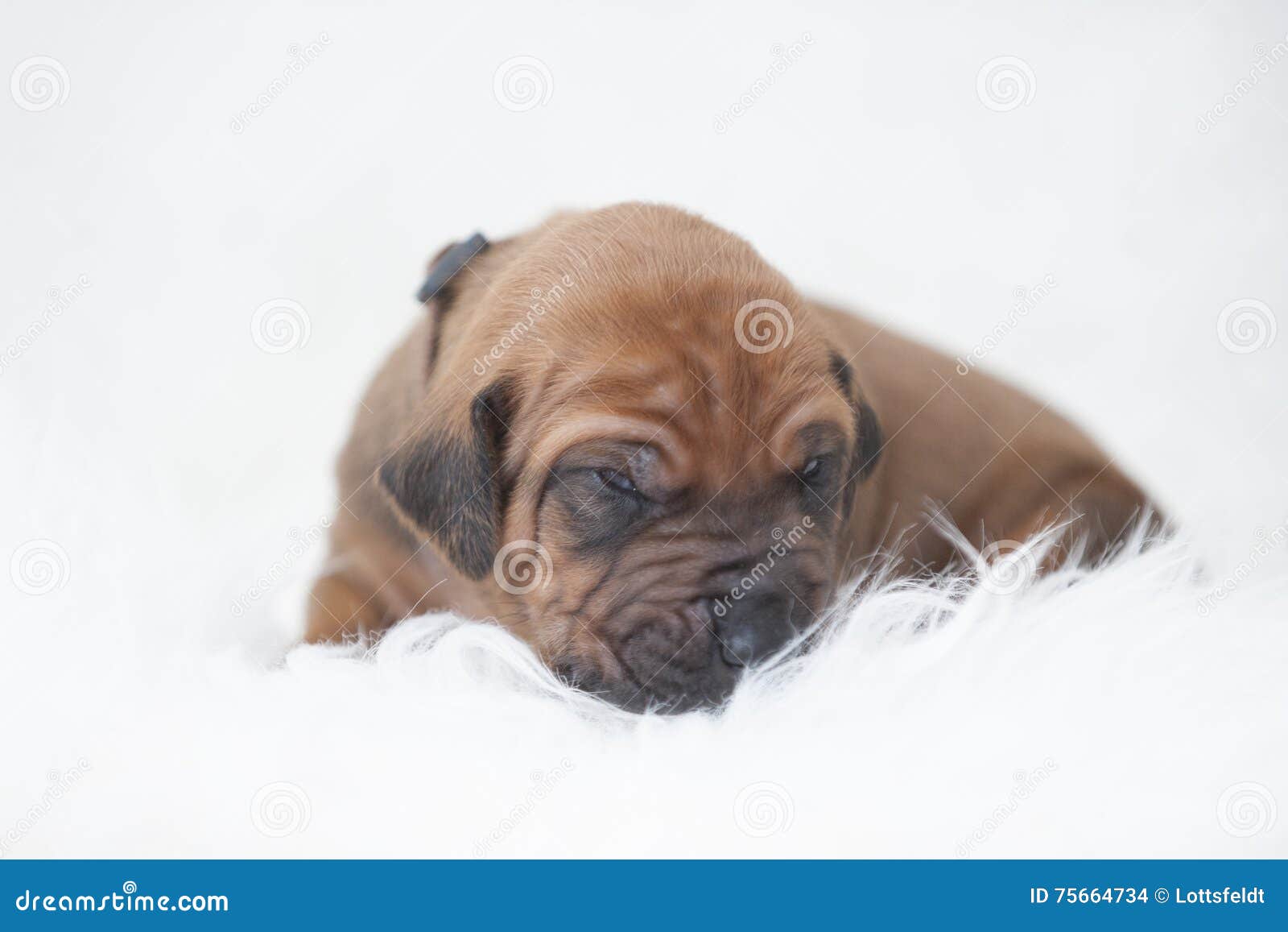 Rhodesian Ridgeback Puppy stock photo. Image of baby - 75664734