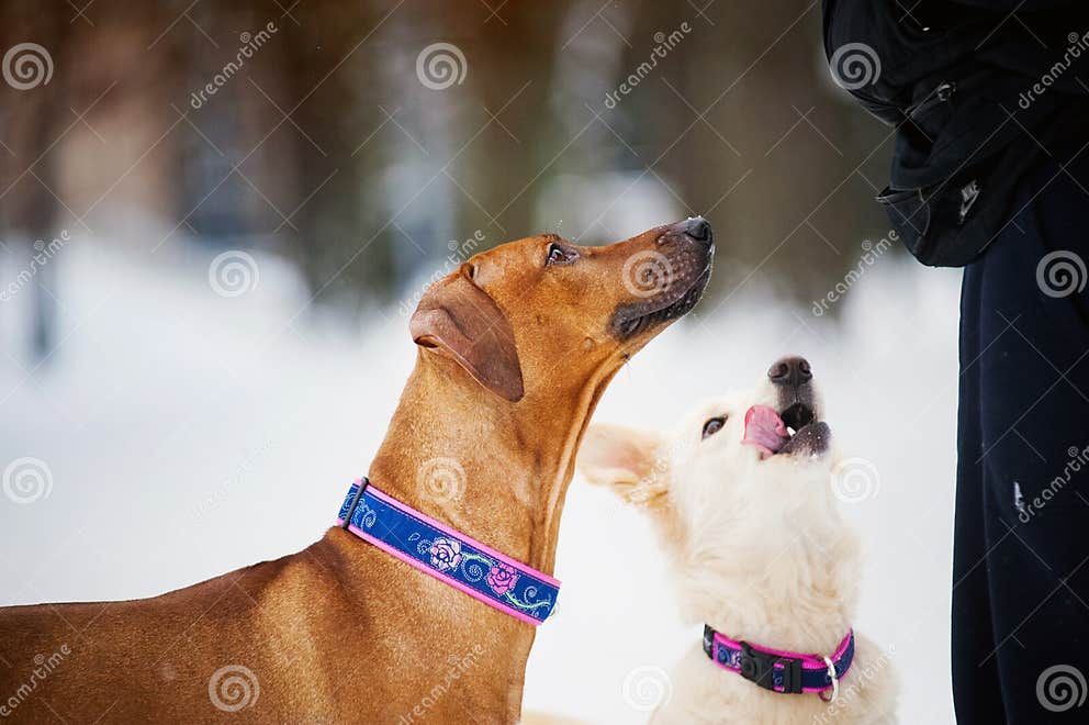 Rhodesian Ridgeback and Purebreed Dog Training Stock Image - Image of ...