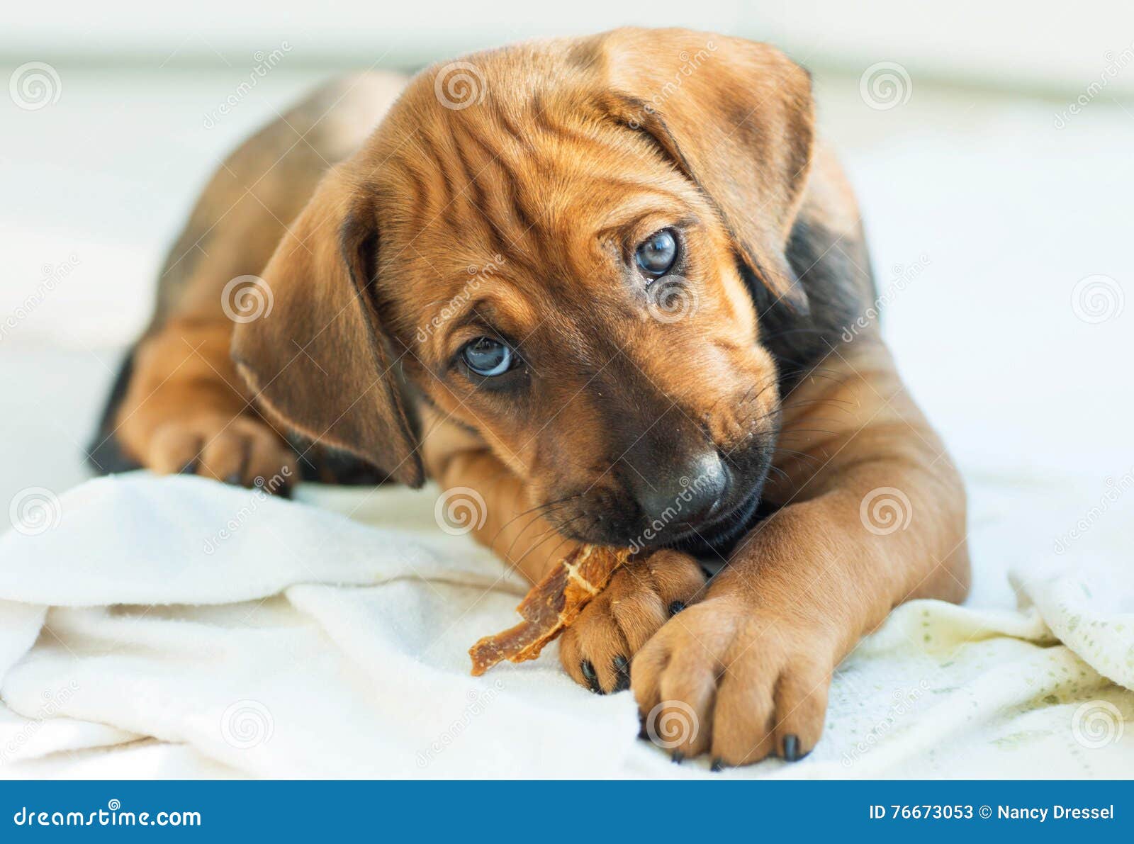 Rhodesian Ridgeback Que Mastica Una Invitación Imagen de archivo ...