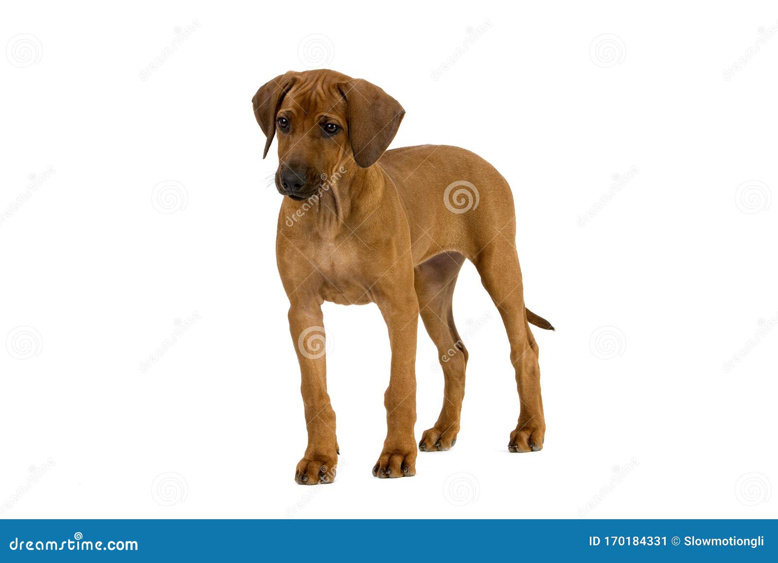 RHODESIAN RIDGEBACK stock image. Image of domestic, rhodesian - 170184331