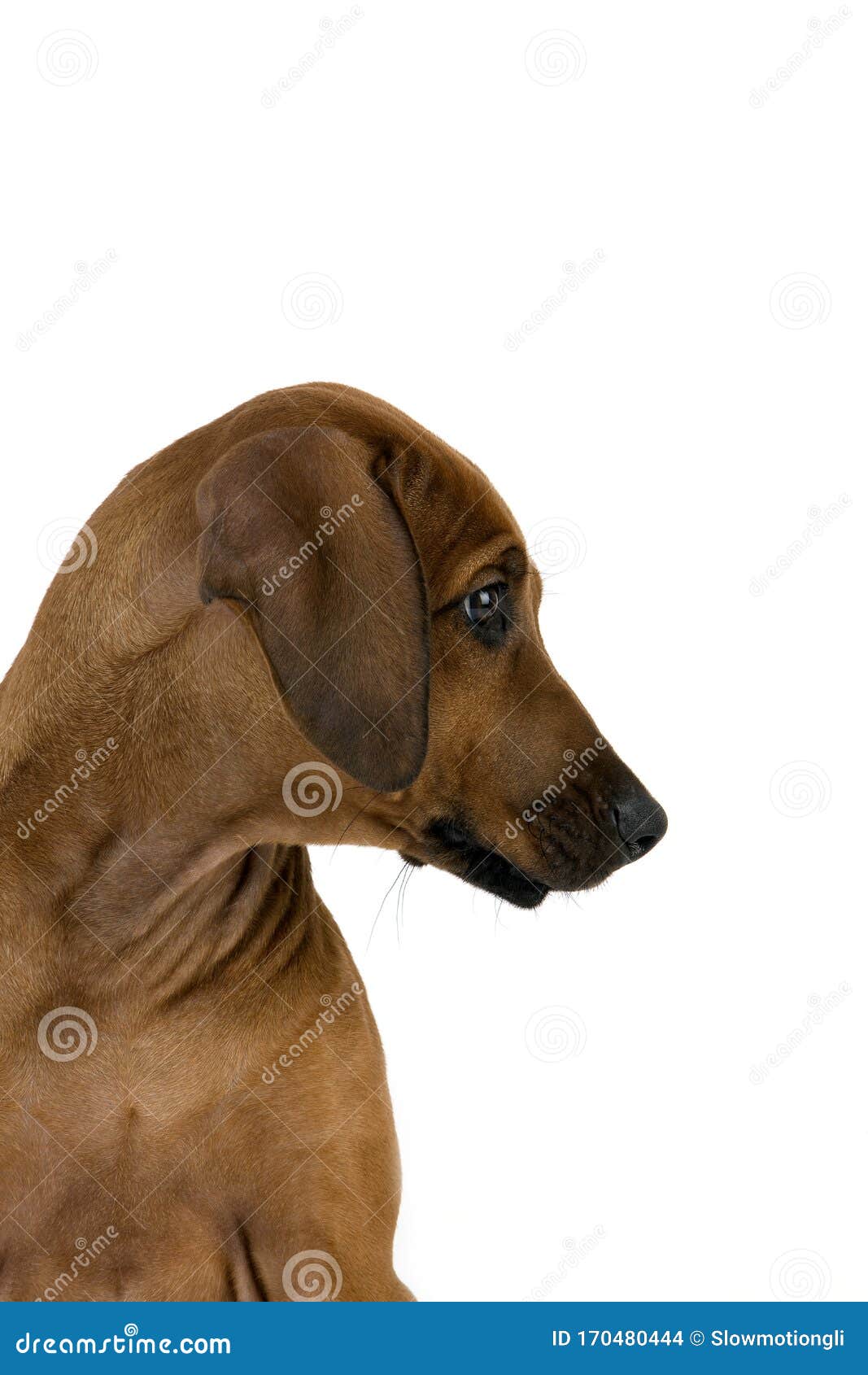 RHODESIAN RIDGEBACK stock photo. Image of dogs, mammal - 170480444