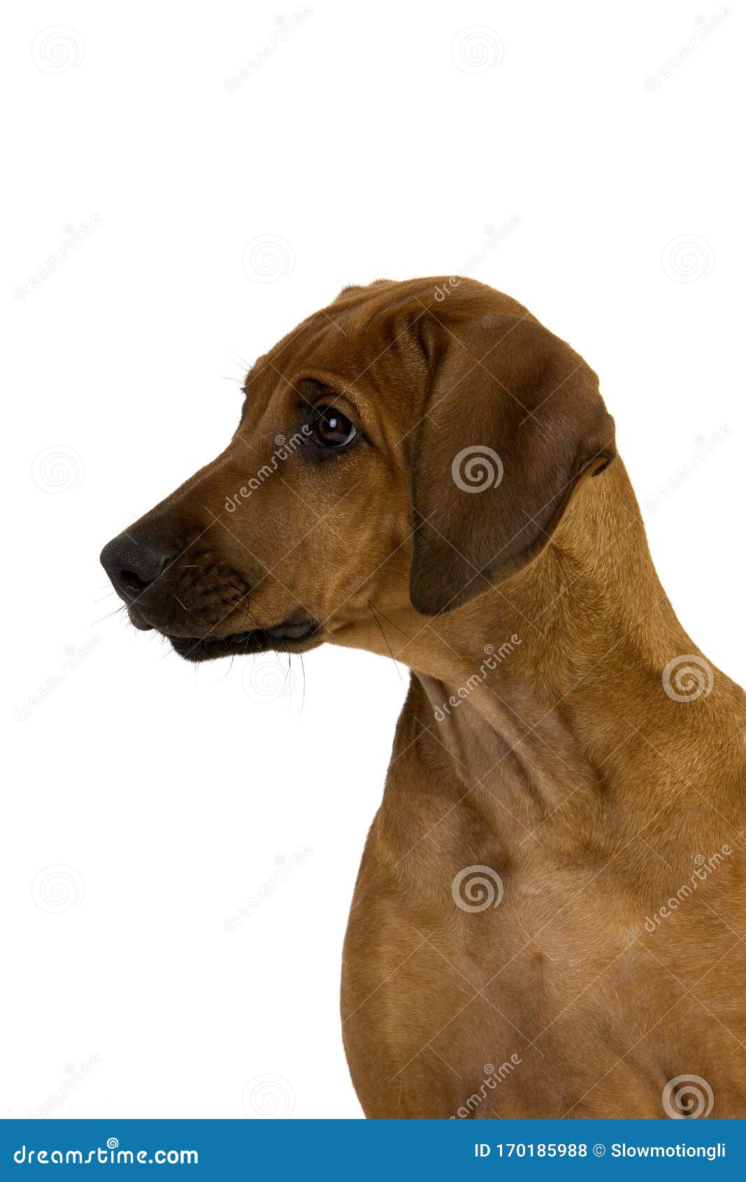 RHODESIAN RIDGEBACK stock photo. Image of studio, individual - 170185988