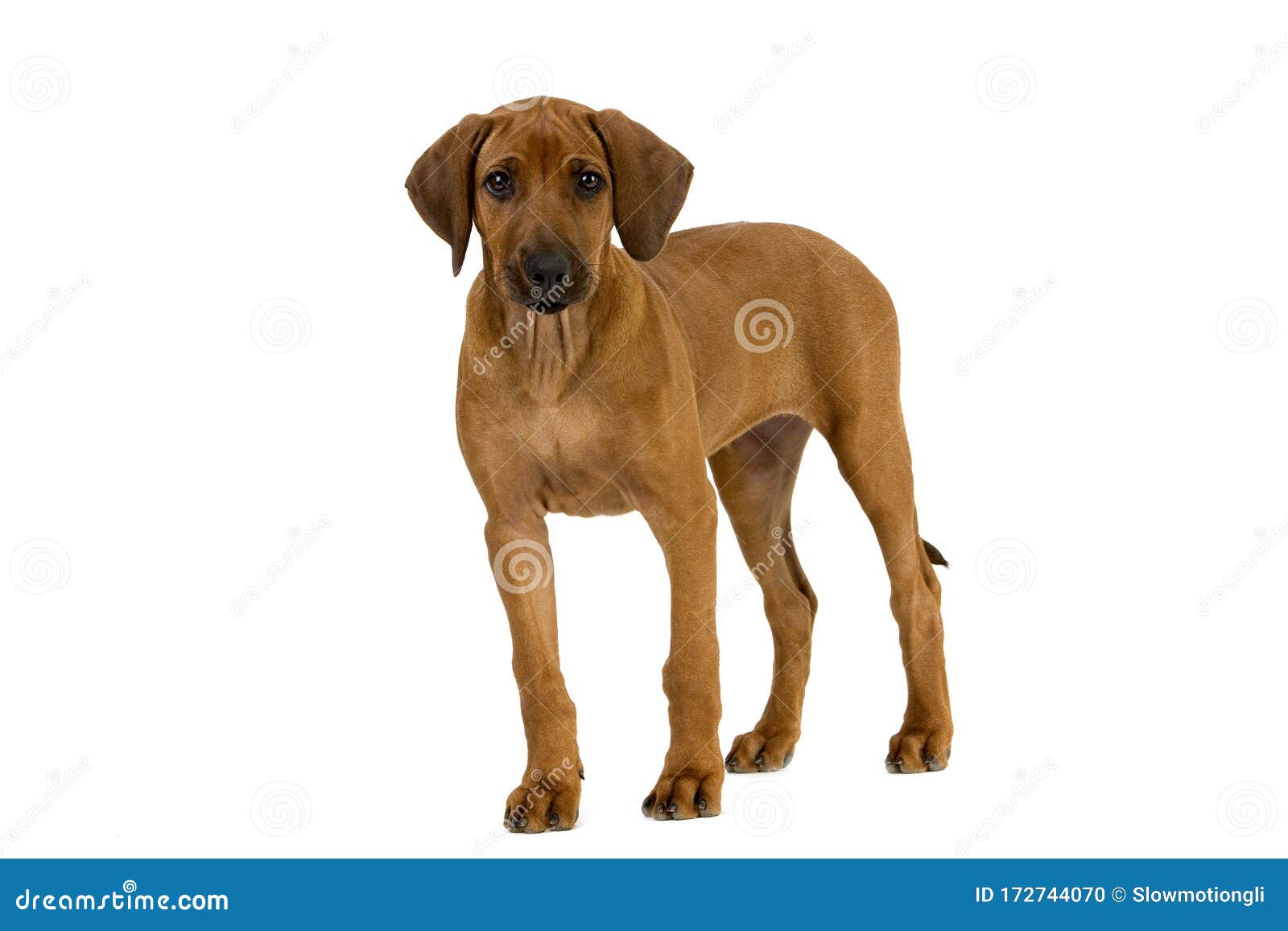 RHODESIAN RIDGEBACK stock photo. Image of indoor, white - 172744070
